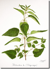 Las Plantas para la Salud: Ortiga mayor (Urtica dioica)